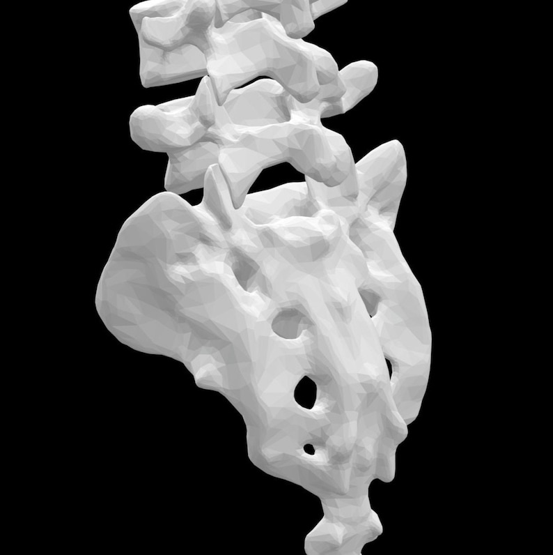 Entire Human Spine Cervical to Lumbar Plus Sacrum Anatomical Model for ...
