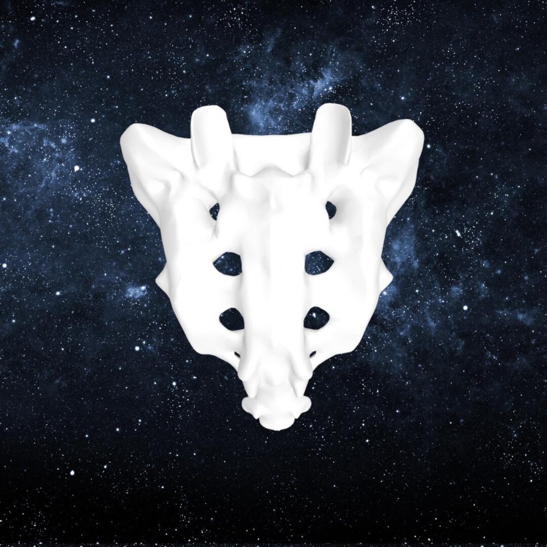 1:1 Scale Sacrum Anatomical Model - Digital File - Etsy