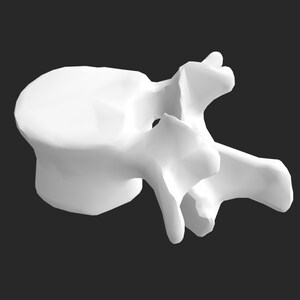 Entire Skeletal System 3D Model Files 200 - Etsy