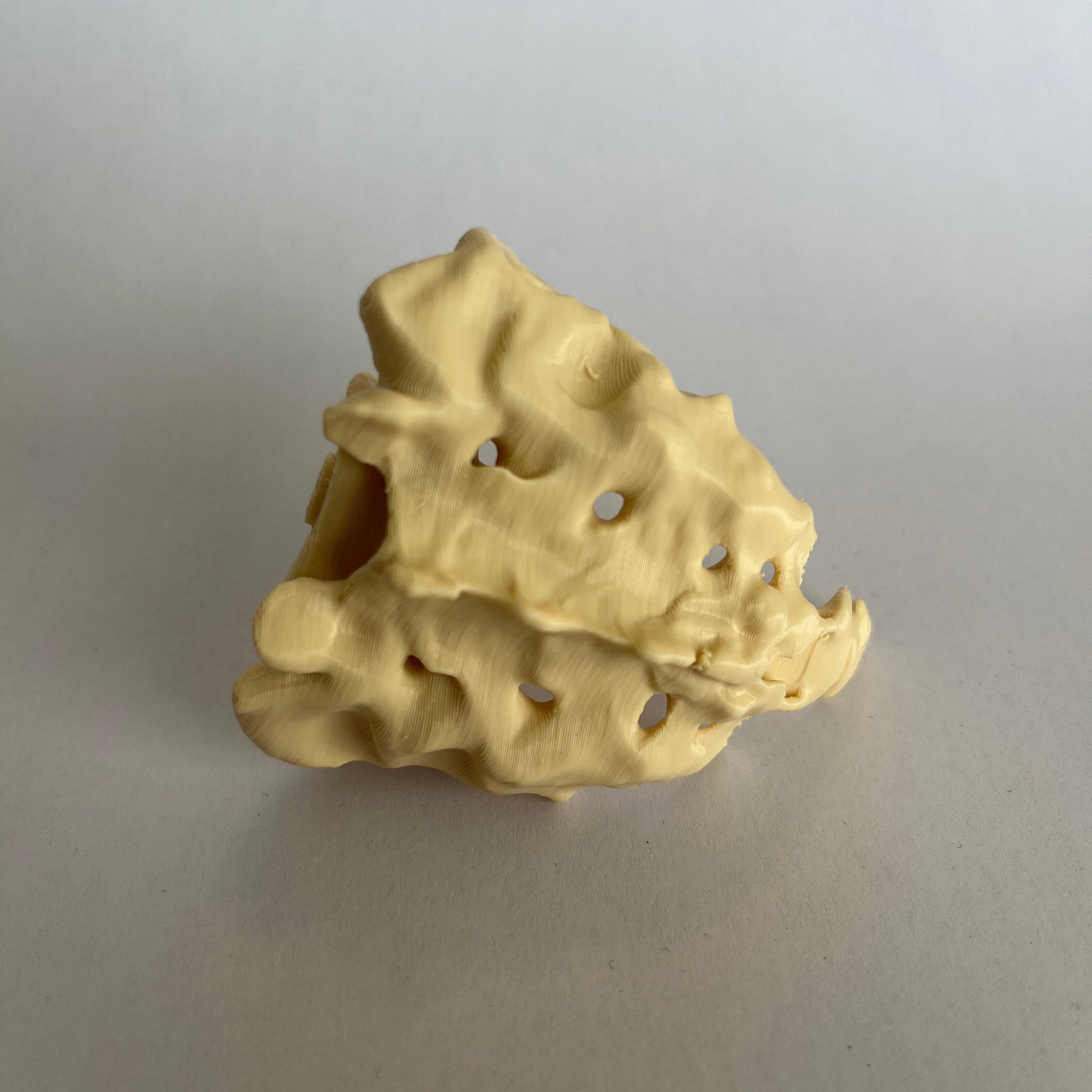 Entire Skeletal System 3D Model Files 200 - Etsy