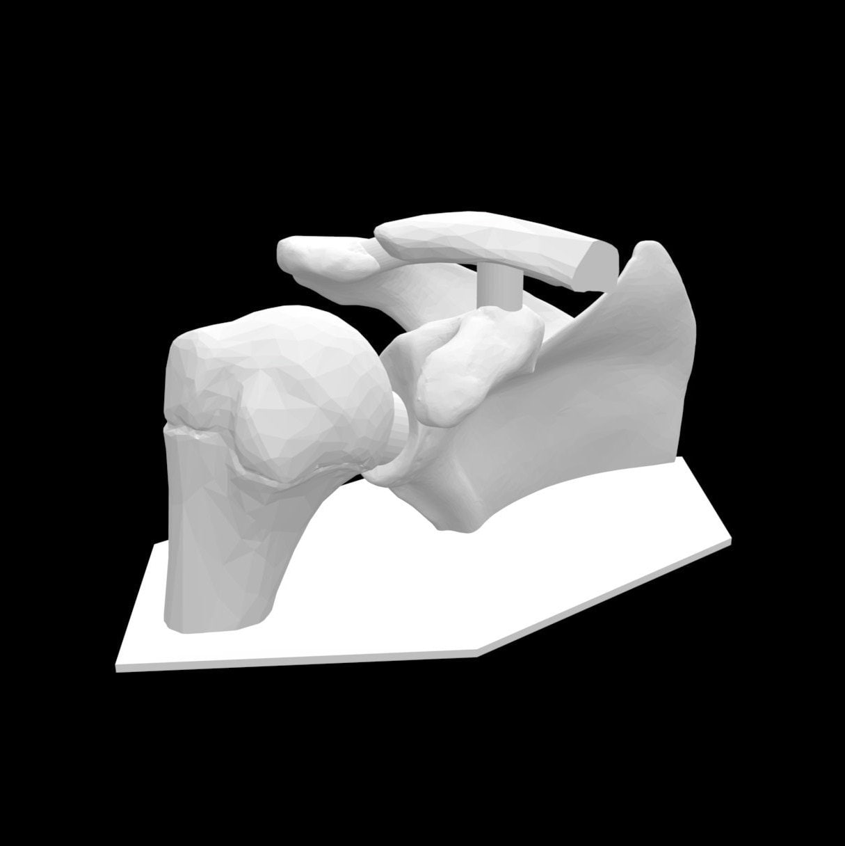 3D Printed Anatomical Shoulder Joint Model With Stand - Etsy