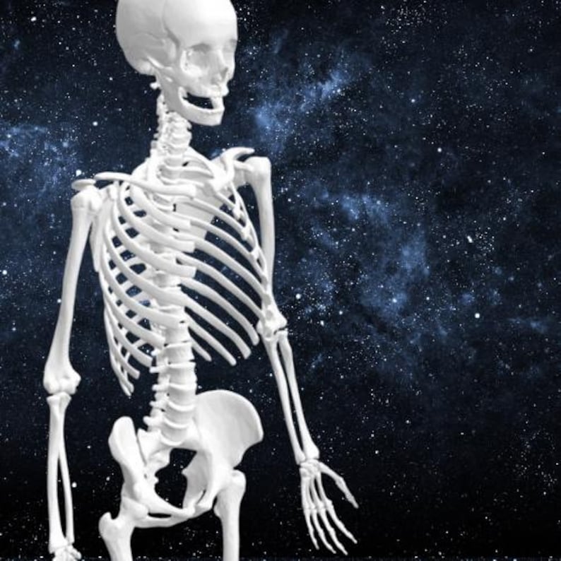 Entire Skeletal System 3D Model Files (200+) - Etsy