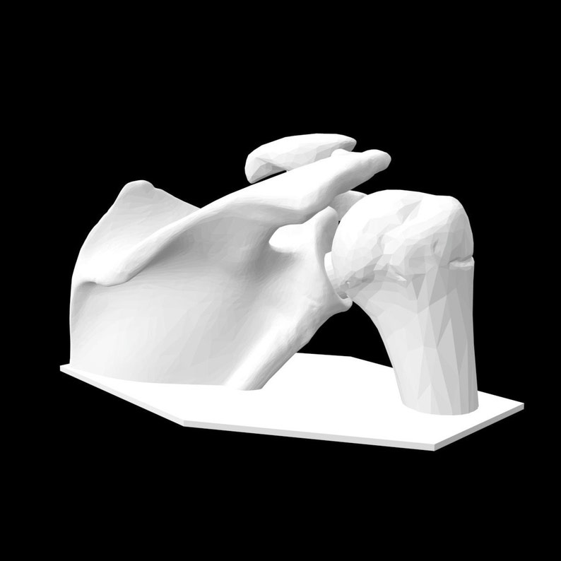 3D Printed Anatomical Shoulder Joint Model With Stand - Etsy