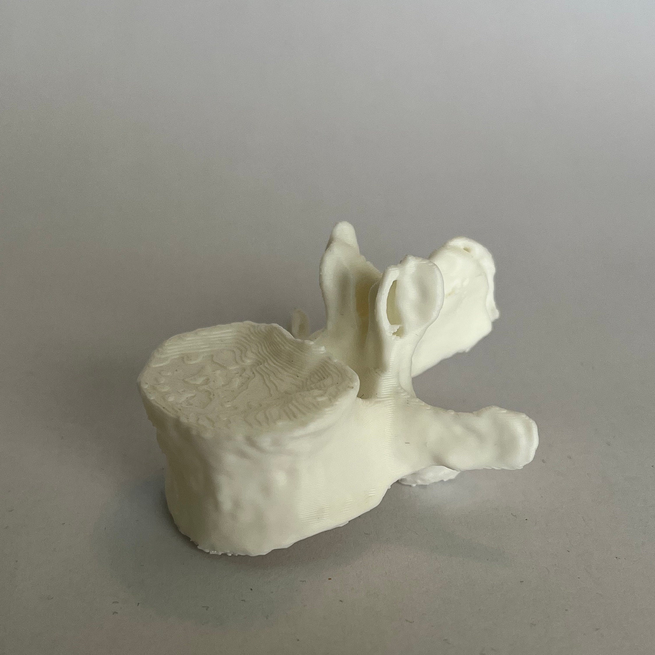 Entire Skeletal System 3D Model Files 200 - Etsy