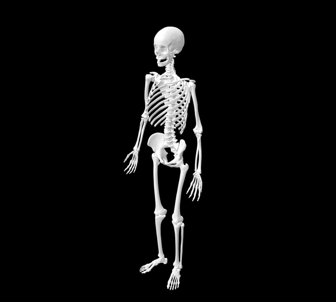 Entire Skeletal System 3D Model Files 200 - Etsy