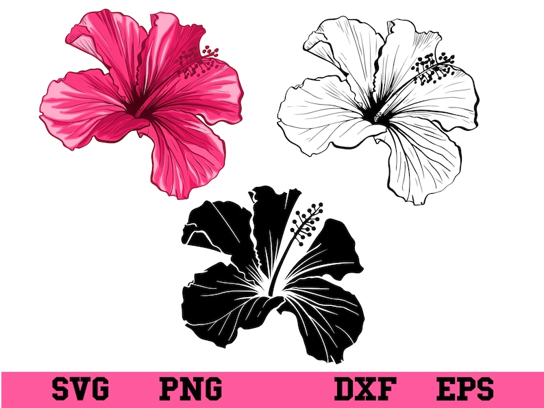 Hibiscus Svg Bundle Hawaiian Flower Svg Hibiscus Png Hawaiian