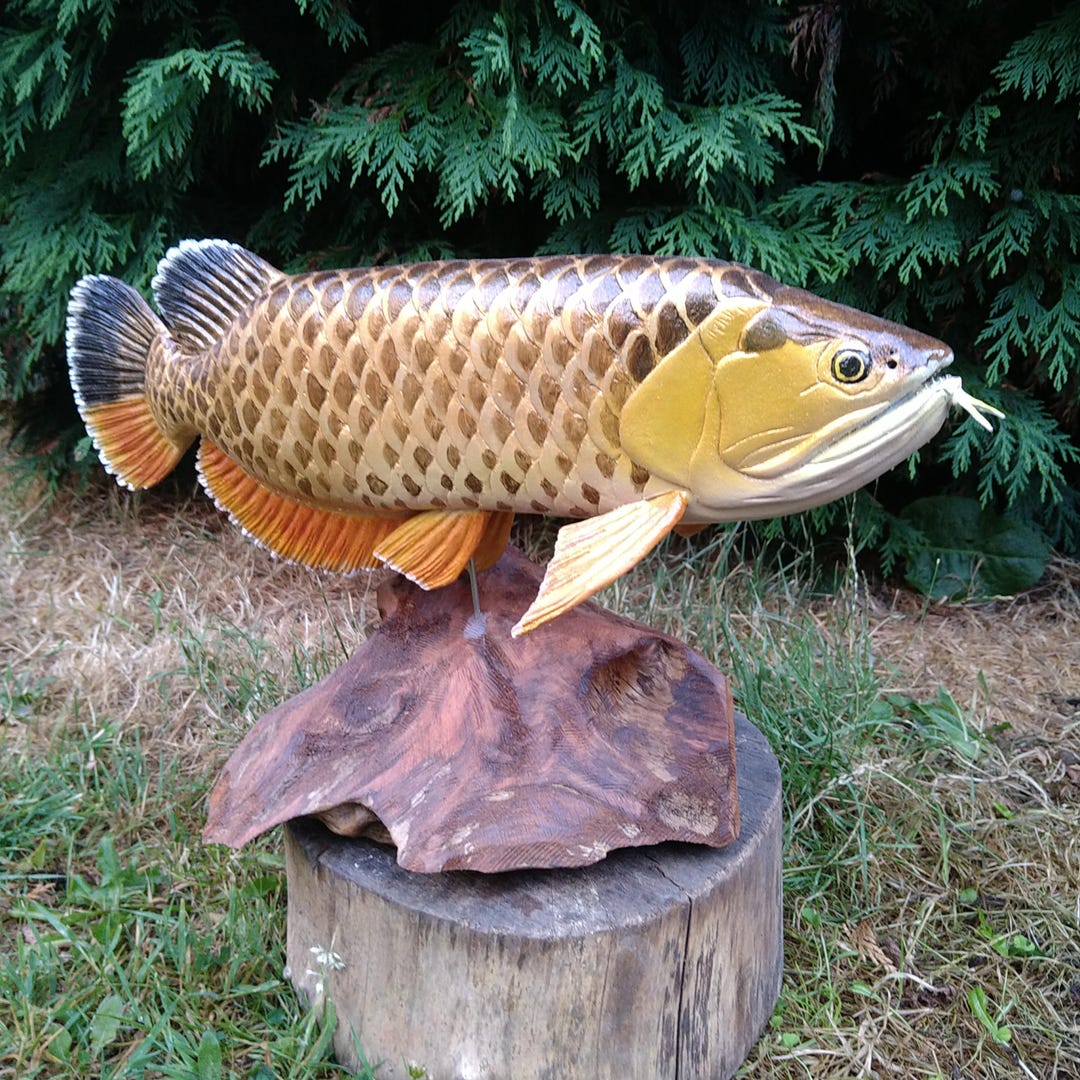 Arowana Golden Dragon, Exotic Fish - Etsy