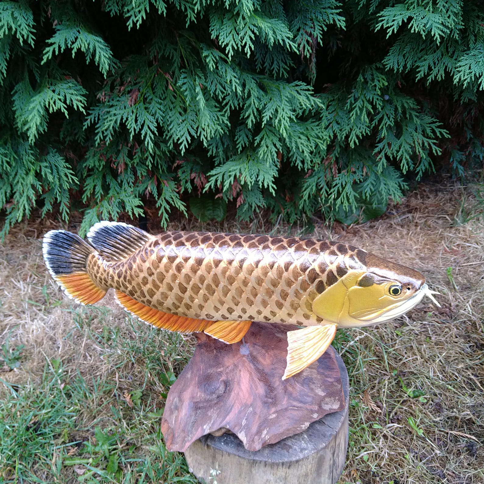 Arowana Golden Dragon, Exotic Fish - Etsy
