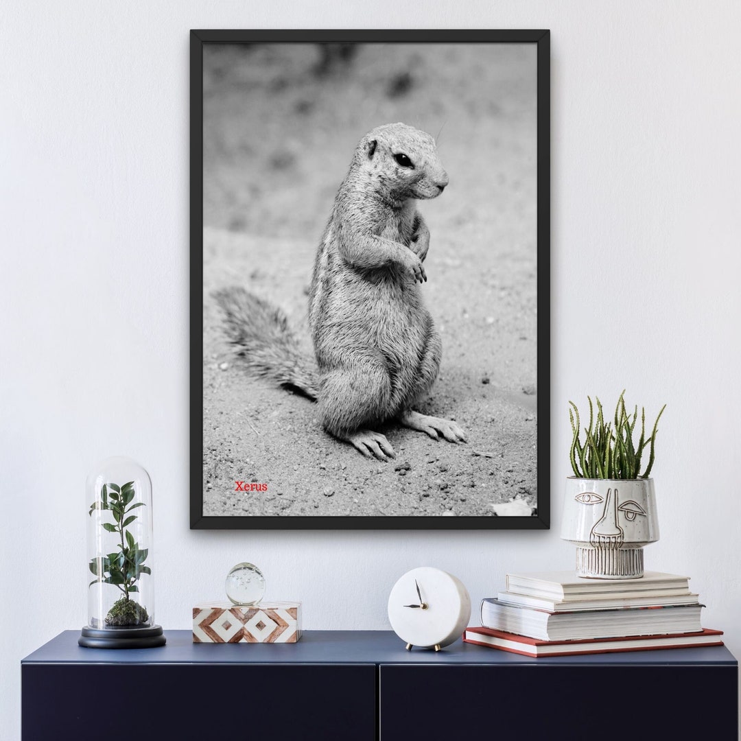 Xerus Digital Wall Art, Animals Collection Printable Downloads, Rodent ...