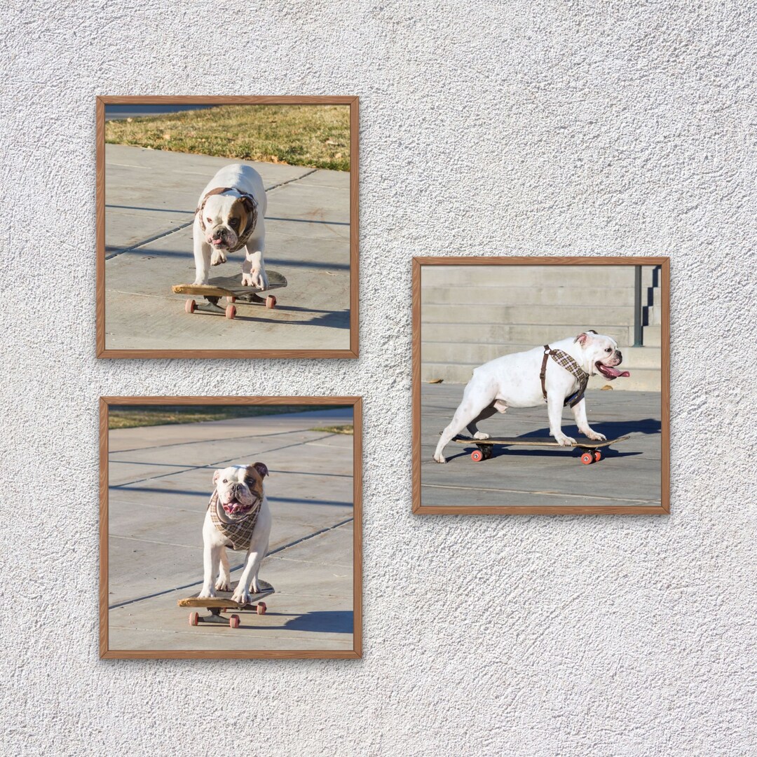 Skateboarding Bulldog Trio Digital Wall Art Part of the - Etsy