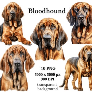 Bloodhound Clipart, 10 High Quality Pngs, Nursery, Digital Planner ...