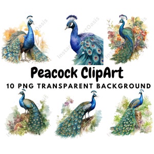 Peacock Clipart, 10 High Quality Pngs, Nursery Art, Digital Download ...