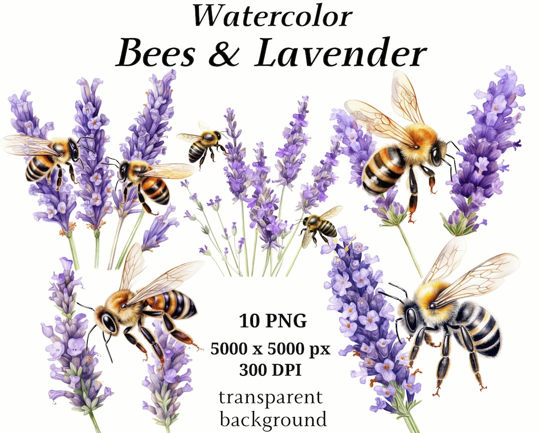 Bees & Lavender Clipart - 10 High Quality Pngs, Digital Download, Printable Graphics, Card ...