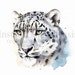 Snow Leopard Clipart, 10 High Quality Jpgs, Nursery Art, Instant ...