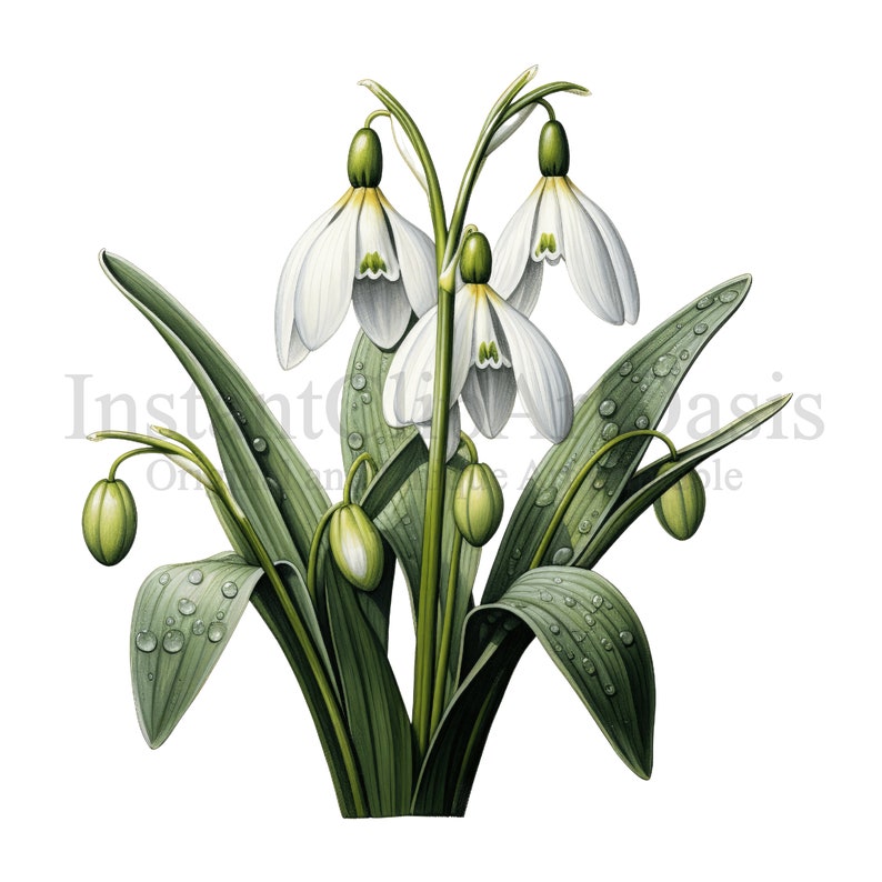 Snowdrop Clipart, 10 High Quality Pngs, Botanical Art, Digital Download ...