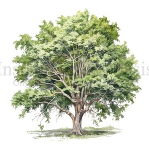 Ash Trees Clipart, 10 High Quality Jpgs, Botanical Art, Digital ...