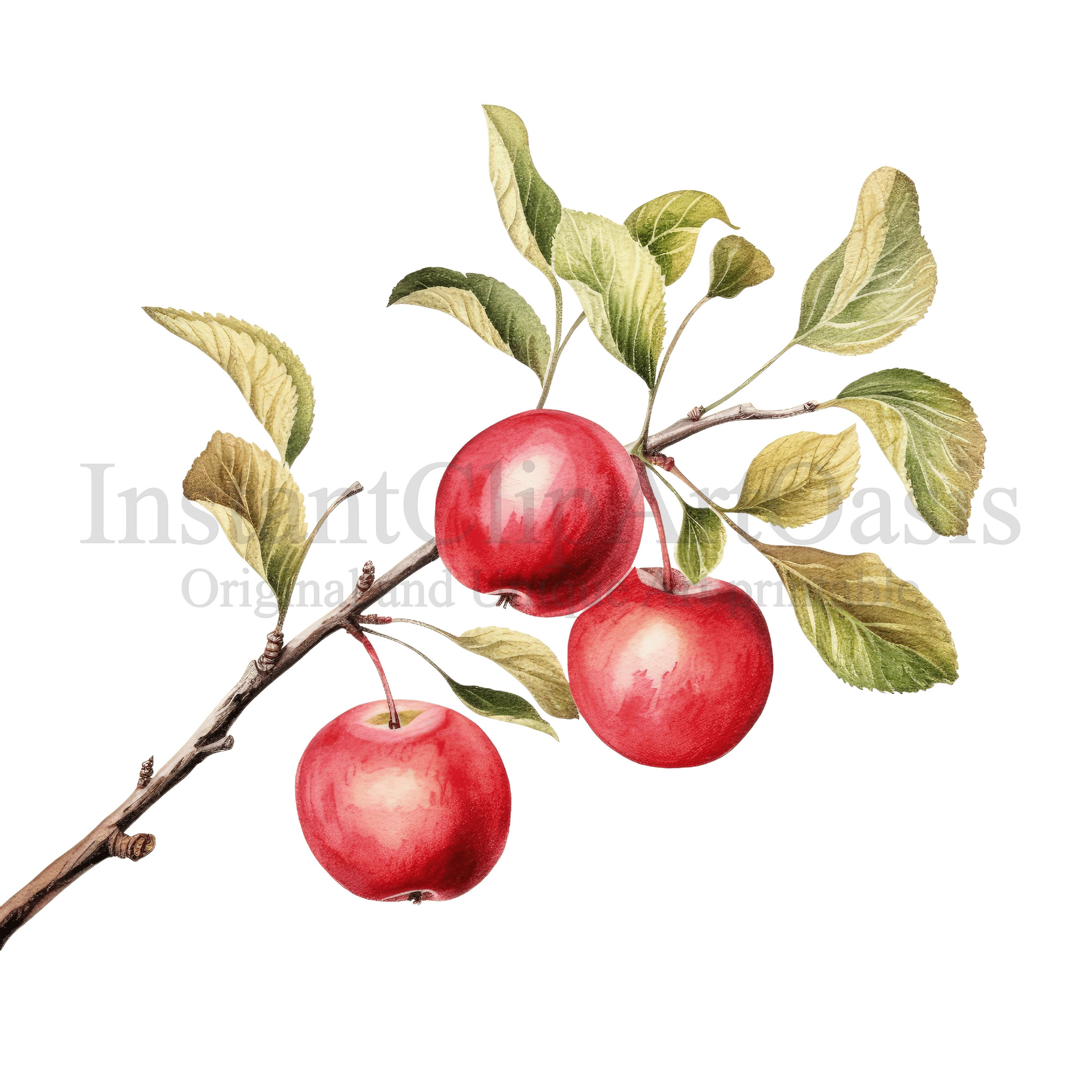 Apple Branches Clipart - 10 High Quality Pngs, Digital Download ...