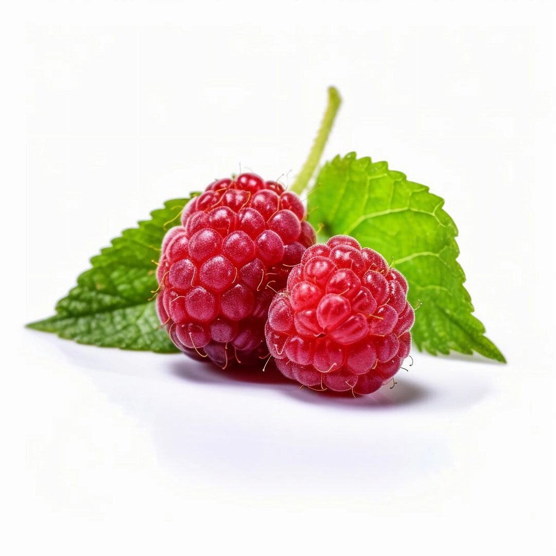 Raspberries Clipart, 10 High Quality Jpgs, Nursery Art | Card Making ...