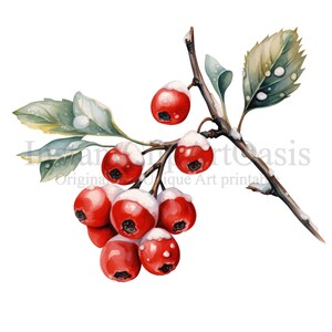 Winter Berries Clipart 10 High Quality Pngs Botanical Art - Etsy