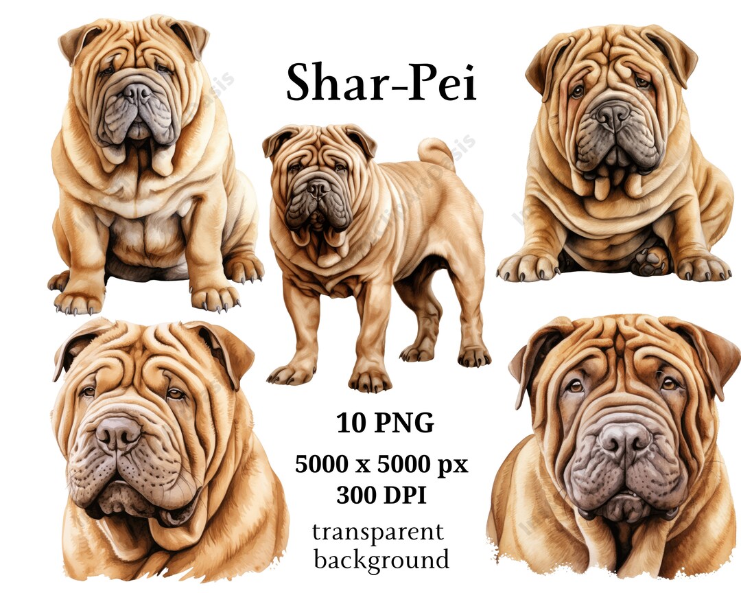 Shar-pei Clipart, 10 High Quality Pngs, Nursery, Digital Planner ...