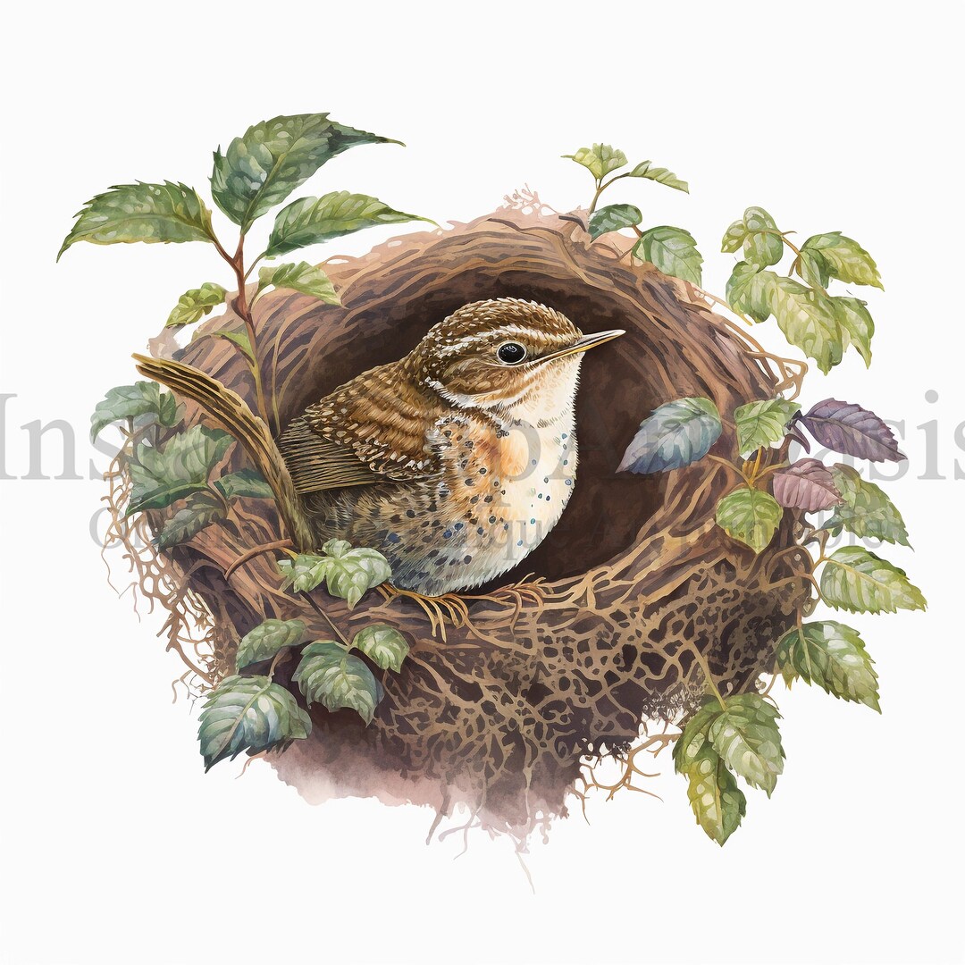 Wren Clipart, 10 High Quality Jpgs, Nursery Art, Instant Digital ...