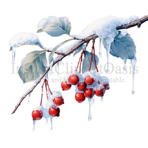 Winter Berries Clipart, 10 High Quality Pngs, Botanical Art, Digital ...