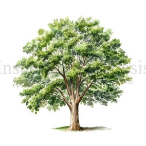 Ash Trees Clipart, 10 High Quality Jpgs, Botanical Art, Digital ...
