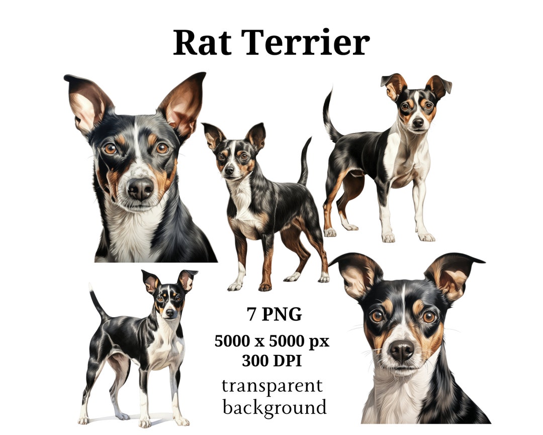 Rat Terrier Clipart, 7 High Quality Pngs, Nursery, Digital Planner ...