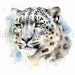 Snow Leopard Clipart, 10 High Quality Jpgs, Nursery Art, Instant ...