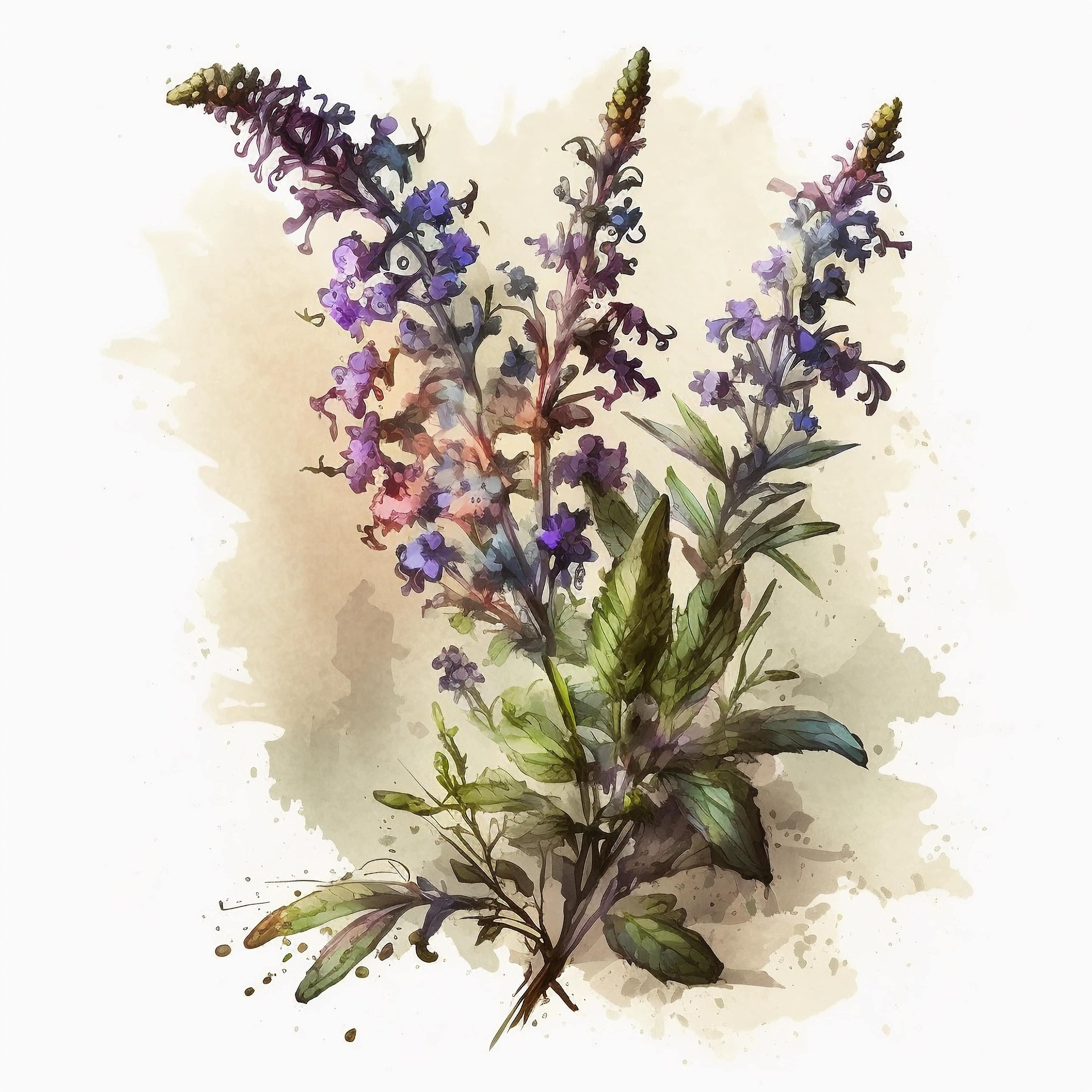 Vervain Clipart 9 High Quality Jpgs Botanical Art Digital - Etsy