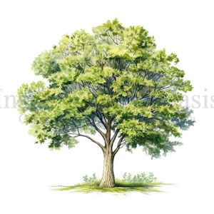 Ash Trees Clipart, 10 High Quality Jpgs, Botanical Art, Digital ...