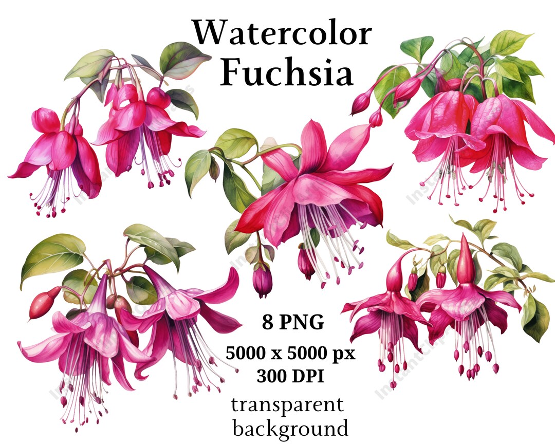 Fuchsia Clipart, 8 High Quality Pngs, Botanical Art, Digital Download ...