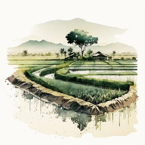 Rice Farm Drawing
