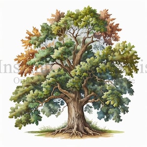 Oak Trees Clipart, 10 High Quality Jpgs, Botanical Art, Digital ...