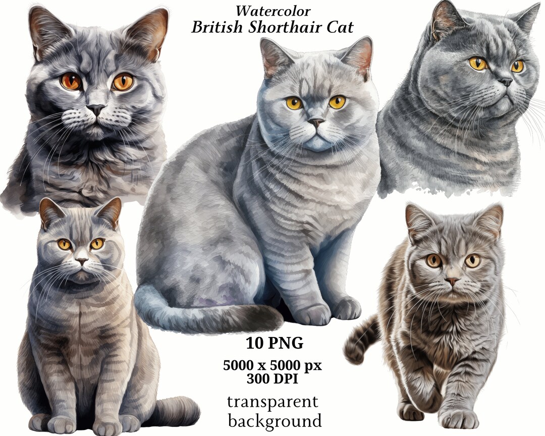 British Shorthair Cats Clipart, 10 High Quality Pngs, Digital Download ...