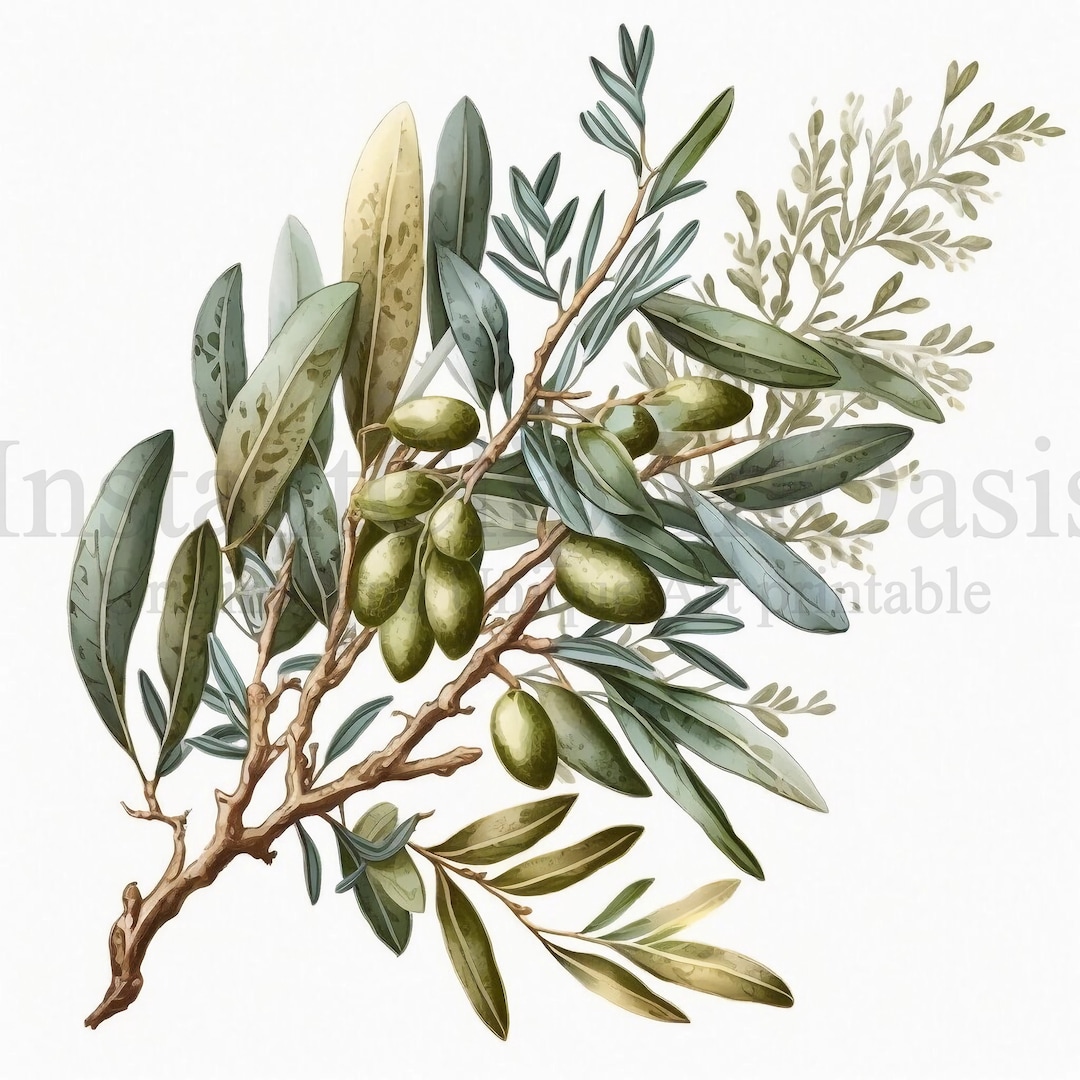 Olive Branches Clipart, 10 High Quality Jpgs, Botanical Art, Digital ...