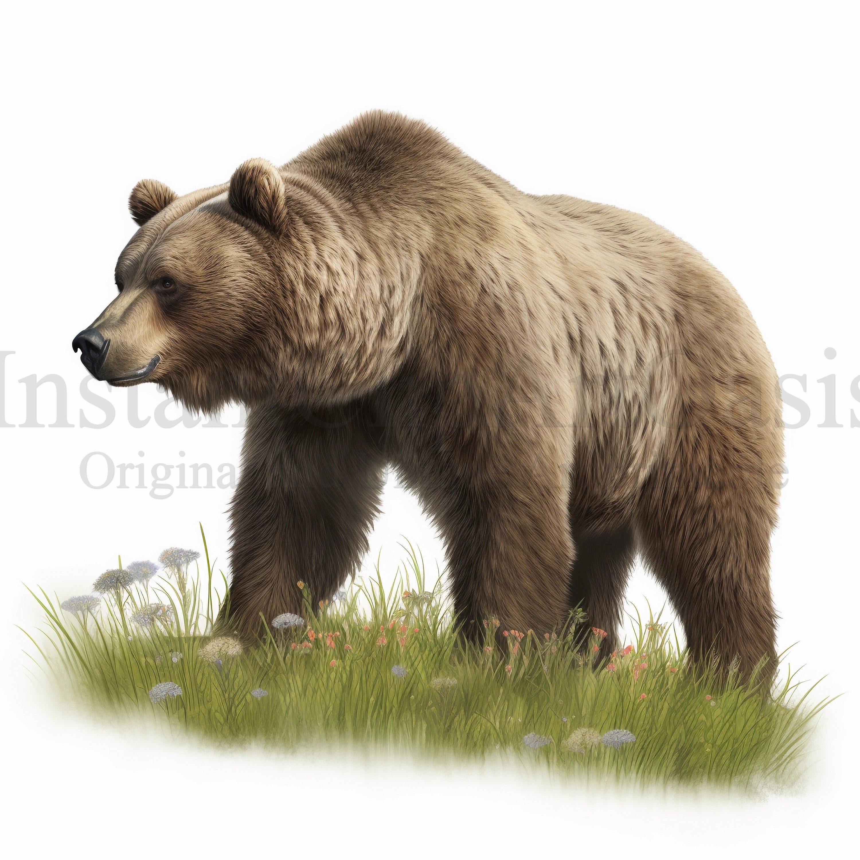 Grizzly Bear Clipart, 10 High Quality Jpgs, Nursery Art | Card Making ...