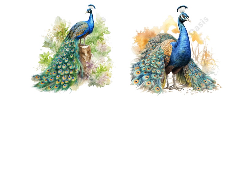 Peacock Clipart, 10 High Quality Pngs, Nursery Art, Digital Download ...