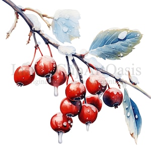 Winter Berries Clipart, 10 High Quality Pngs, Botanical Art, Digital ...