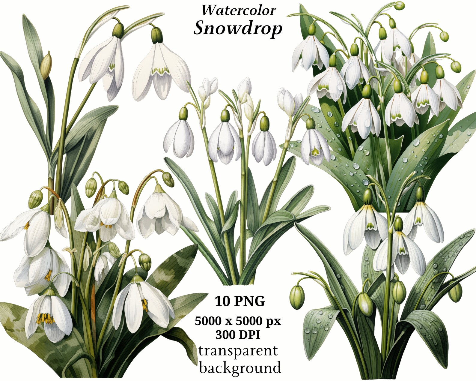Snowdrop Clipart, 10 High Quality Pngs, Botanical Art, Digital Download ...