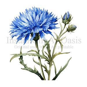 Cornflowers Clipart - 10 High Quality Pngs, Botanical Clipart, Digital ...