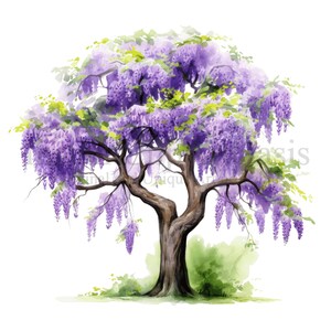 Wisteria Trees Clipart - 10 High Quality Pngs, Botanical Art, Digital ...