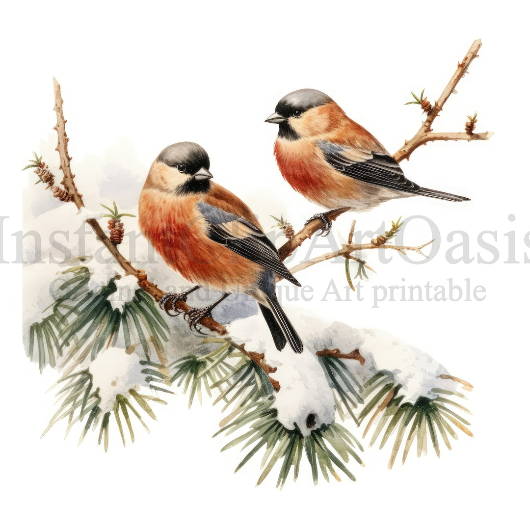 Vintage Birds Clipart, 10 High Quality Jpgs, Vintage Print, Digital ...