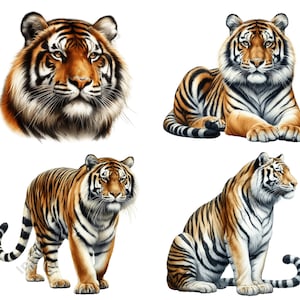 Realistic Tiger Clipart - High Resolution Digital Download, Majestic ...