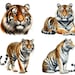 Realistic Tiger Clipart - High Resolution Digital Download, Majestic ...