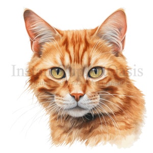 Ginger Cats Clipart, 10 High Quality Pngs, Nursery Art, Digital ...