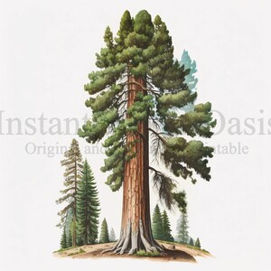 Sequoia Trees Clipart, 10 High Quality Jpgs, Botanical Art, Digital ...