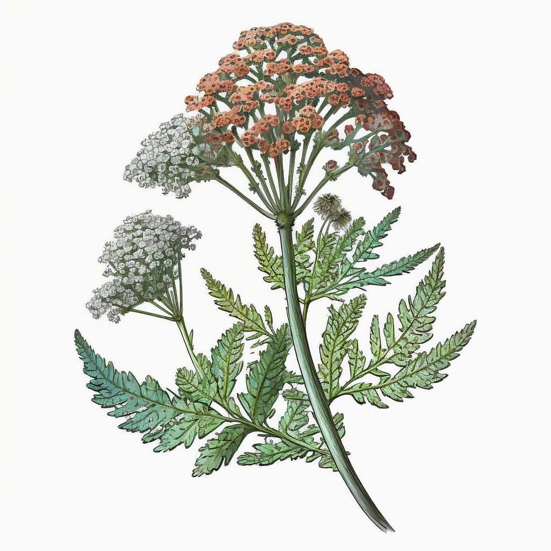 Yarrow Clipart, 10 High Quality Jpgs, Botanical Art, Digital Download ...
