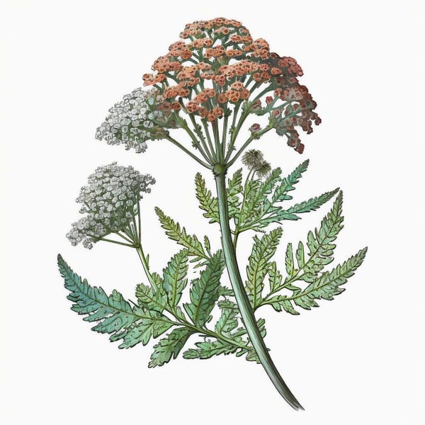 Yarrow Clipart - Etsy