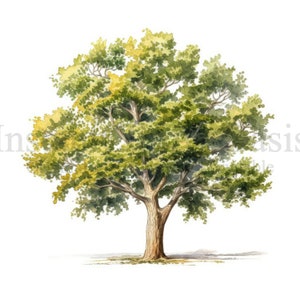 Ash Trees Clipart, 10 High Quality Jpgs, Botanical Art, Digital ...